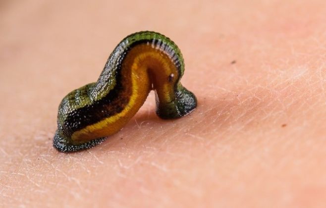 Sanguessugas podem salvar sua vida! - ClickGrátis