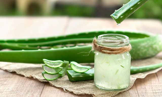 Babosa: Conheça os principais benefícios e saiba como usar - ClickGrátis